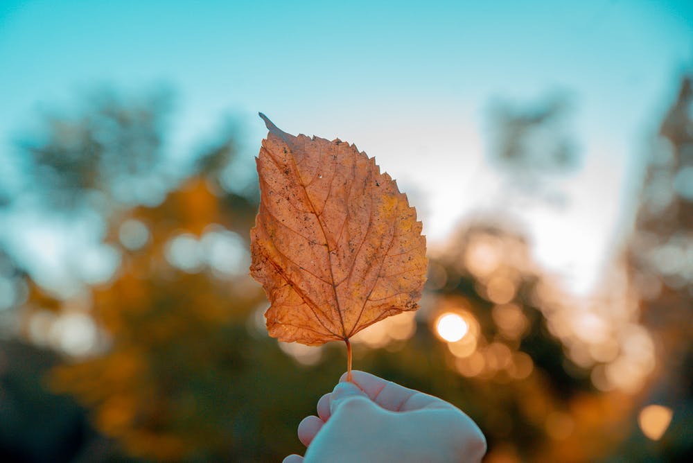 Oh Fall... You Hurt So Good - Laurie Stone Writes