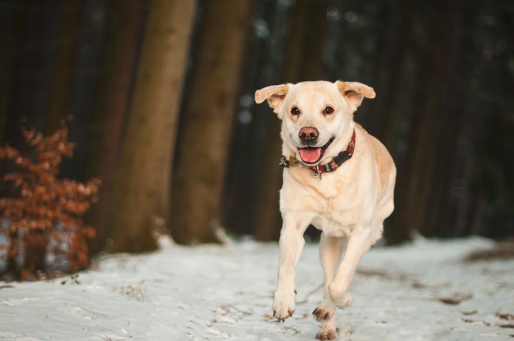 Why Do All Our Dogs Go AWOL? - Laurie Stone Writes
