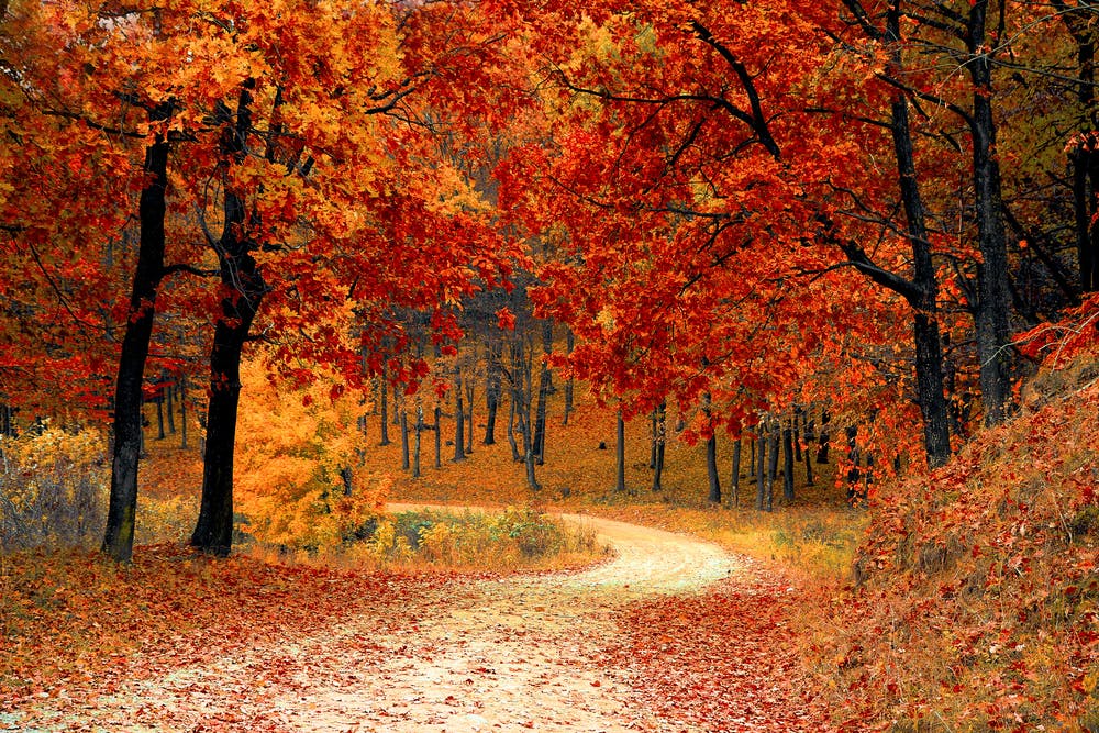 5 Amazing Things About Fall (and One Sad Thing) - Laurie Stone Writes