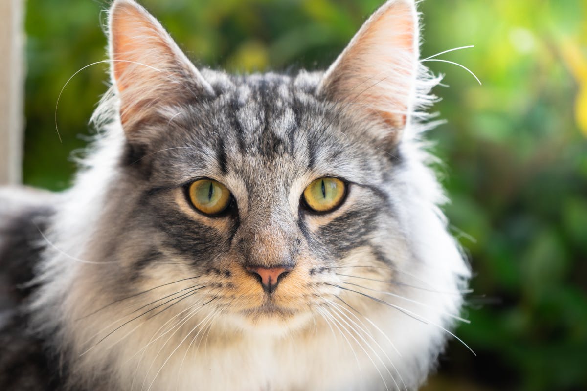 The Cat Who Disappeared - Laurie Stone Writes