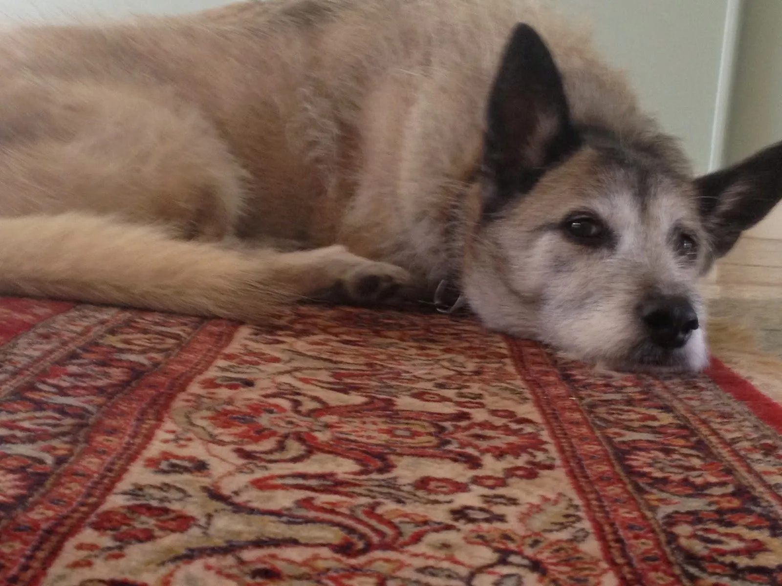 A Hesitant Introduction - Laurie Stone Writes