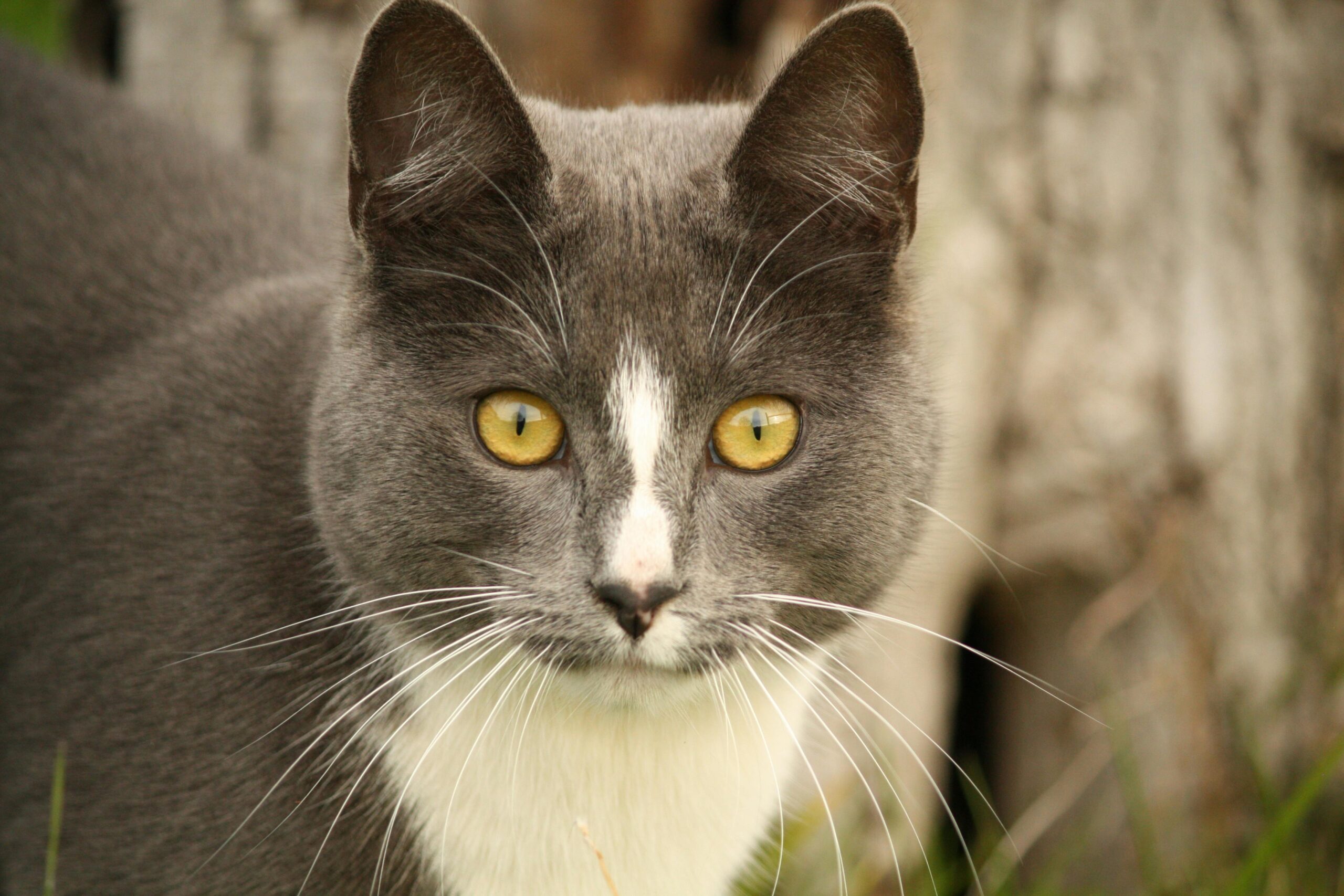 A Tense First Encounter - Laurie Stone Writes