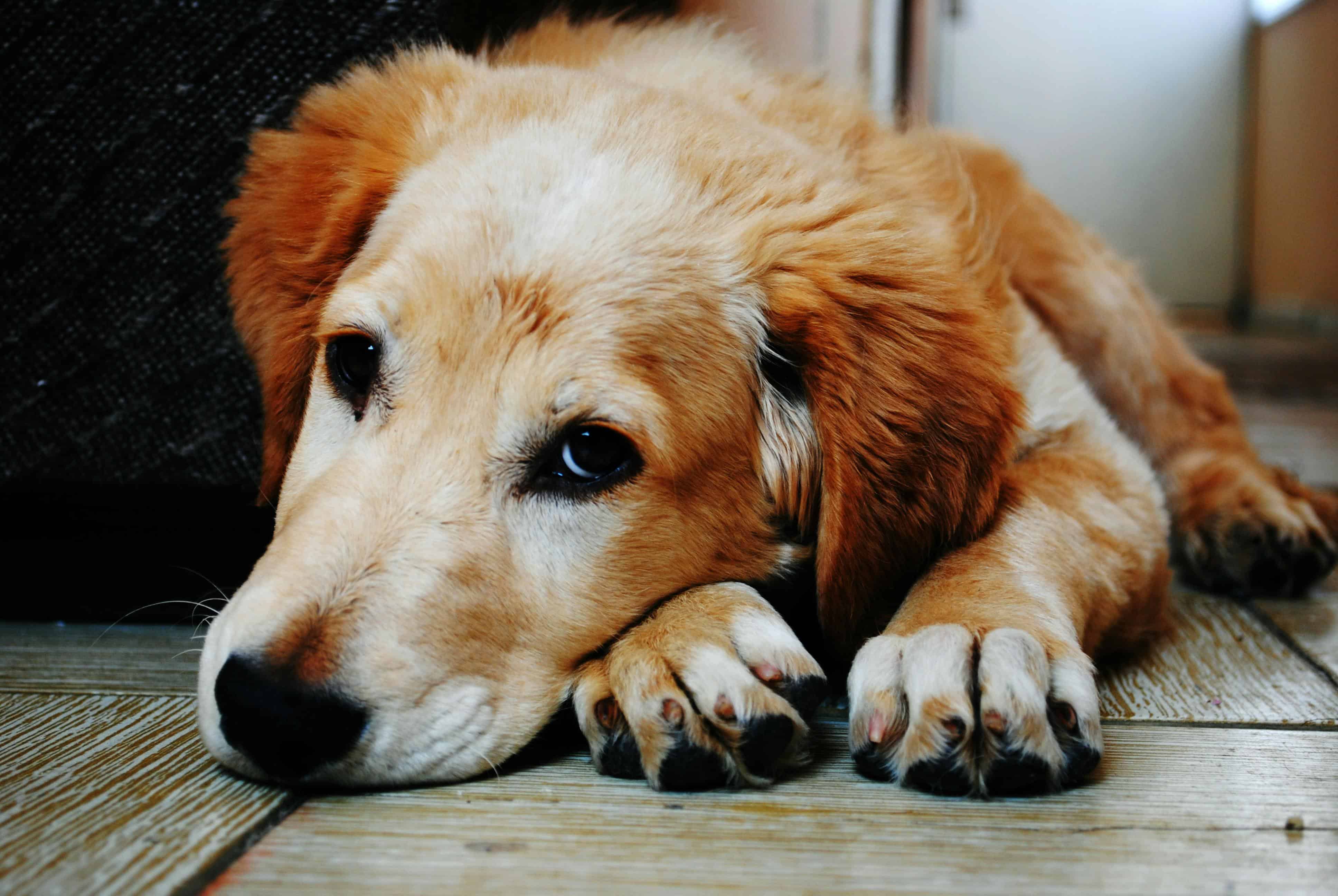 The Dog Who Was Afraid of Thunder - Laurie Stone Writes
